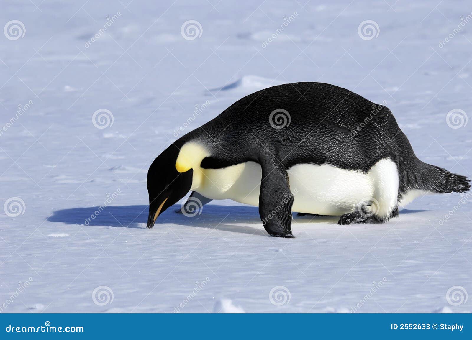 Falling Penguin