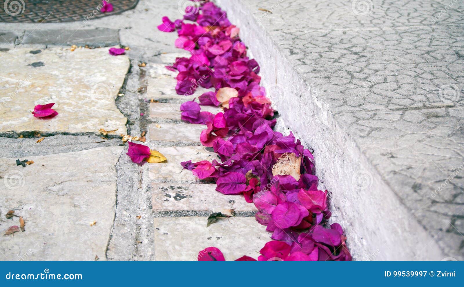 Fallen Petals Stock Images - Download 2,287 Royalty Free Photos