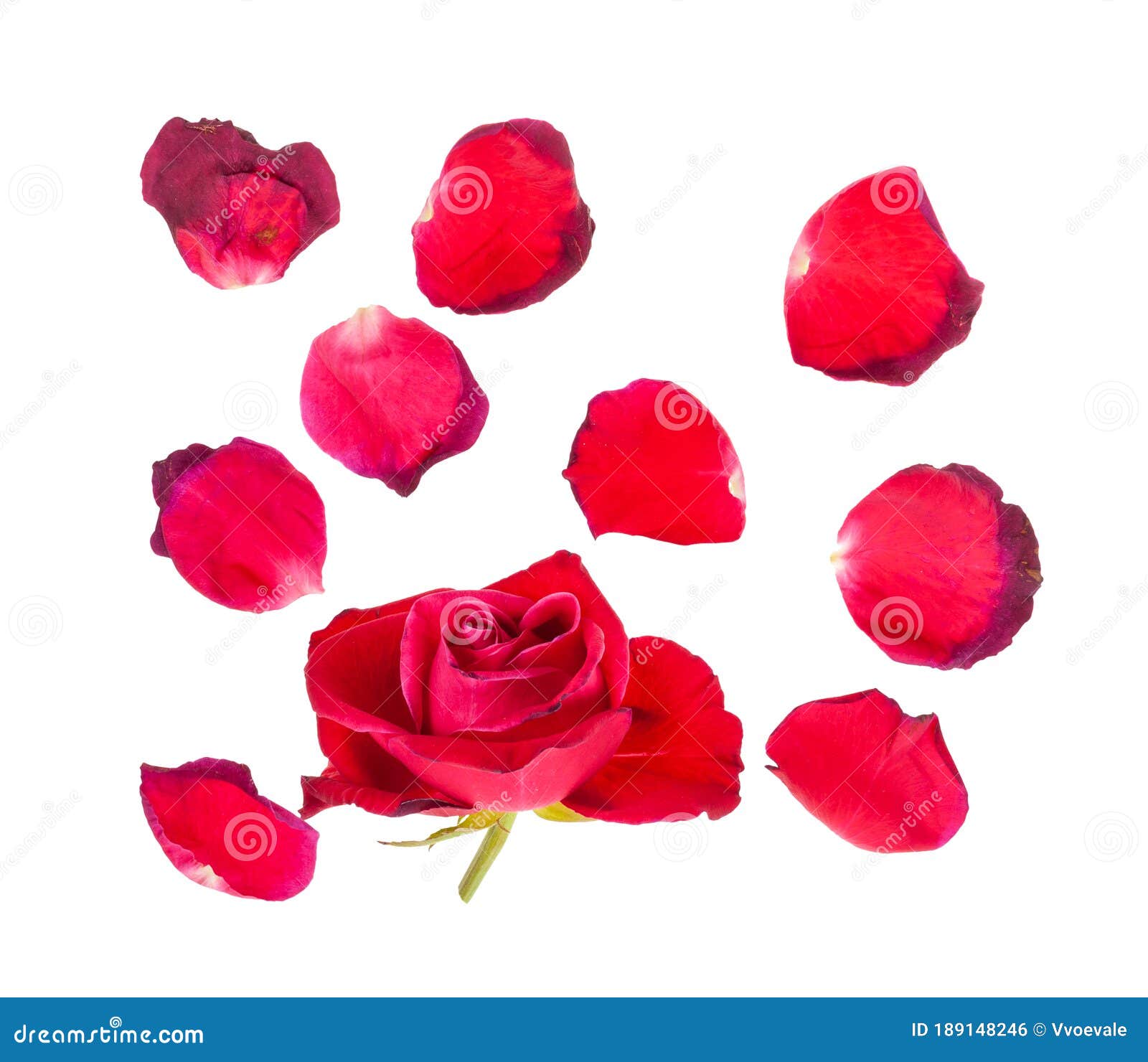 Fallen Petals and Withered Bloom of Rose Flower Stock Photo - Image of ...