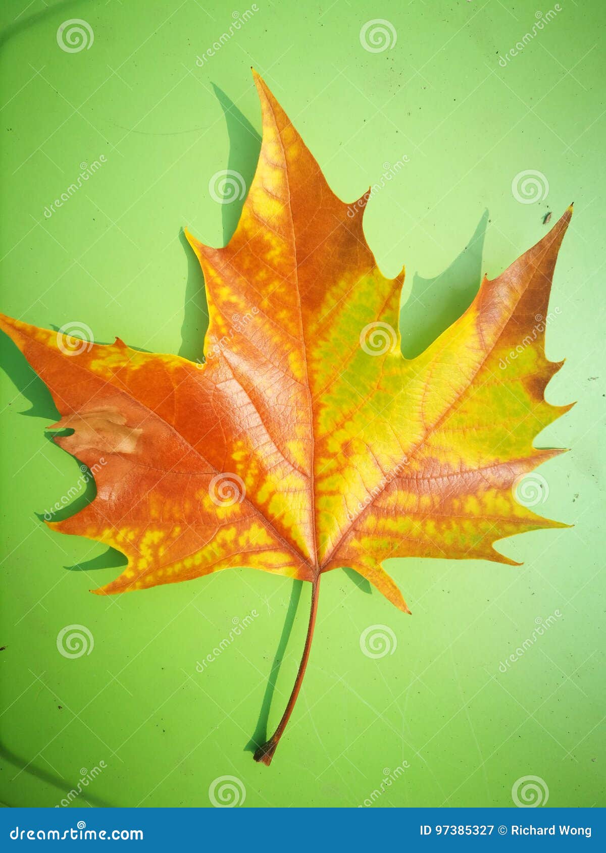 Fallen Phoenix Tree Leaf Lying on Green Board Stock Image - Image of ...