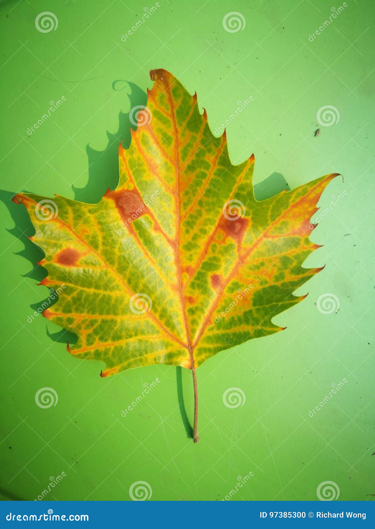 Fallen Phoenix Tree Leaf Lying on Green Board Stock Photo - Image of ...