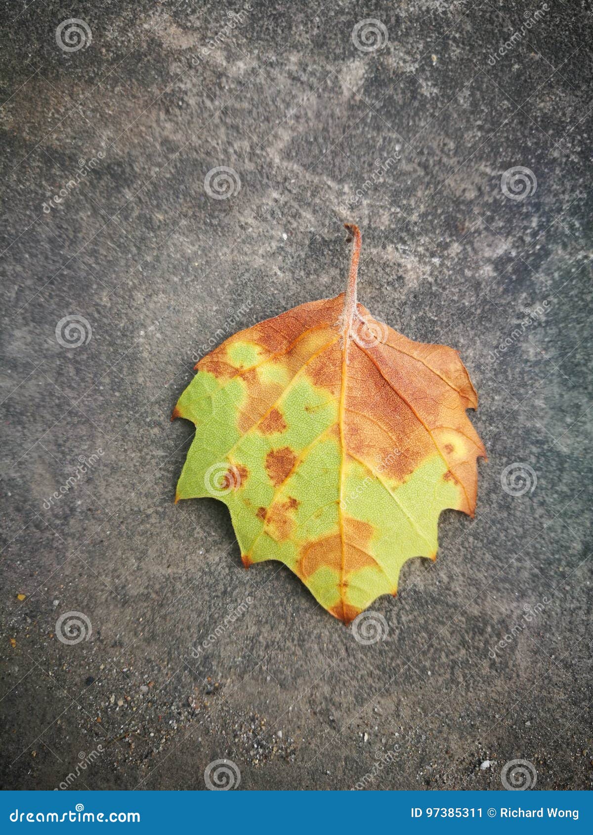 Fallen Phoenix Tree Leaf Lying On Wet Ground Royalty-Free Stock Image ...