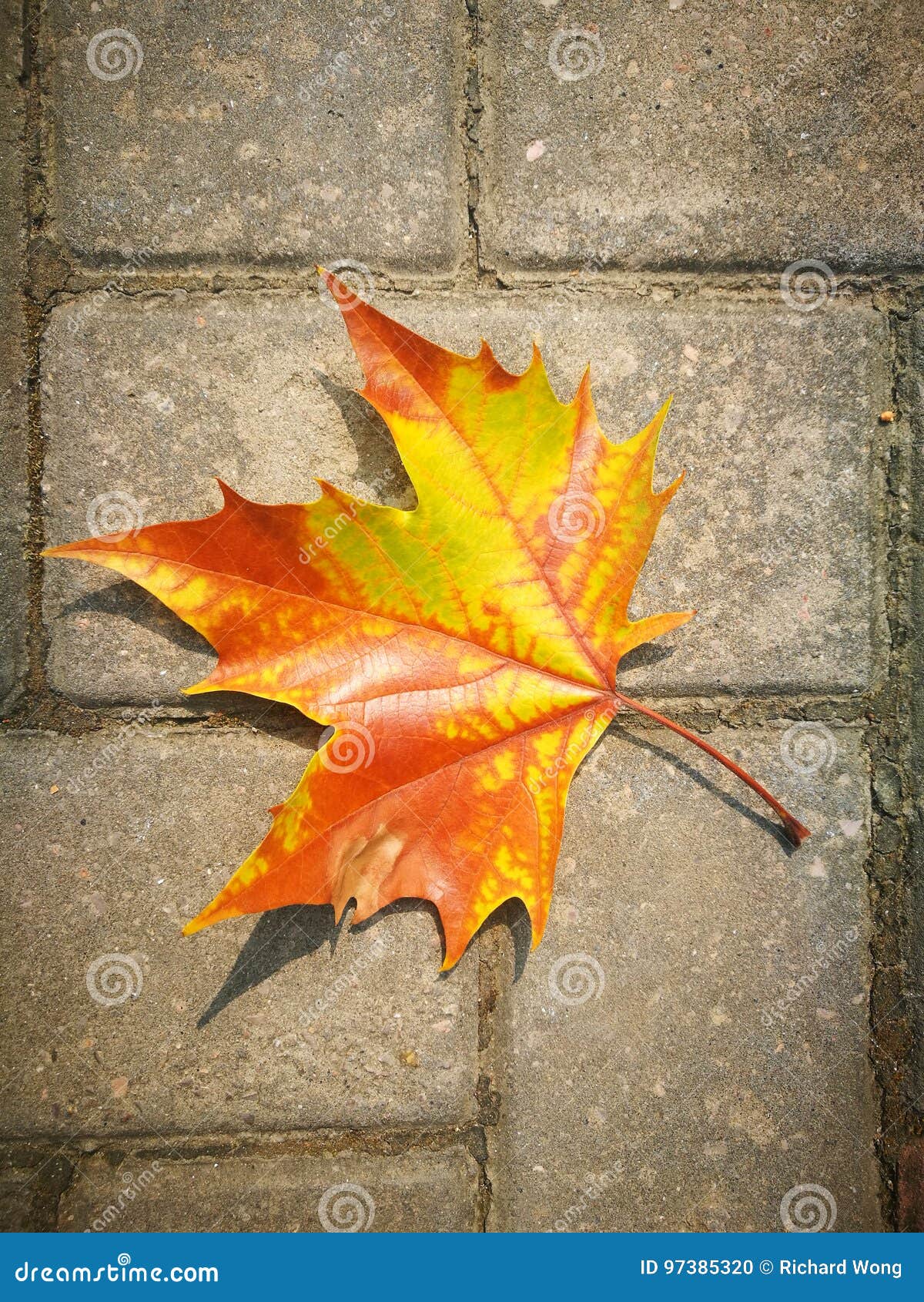 Fallen Phoenix Tree Leaf Lying On Wet Ground Royalty-Free Stock Image ...