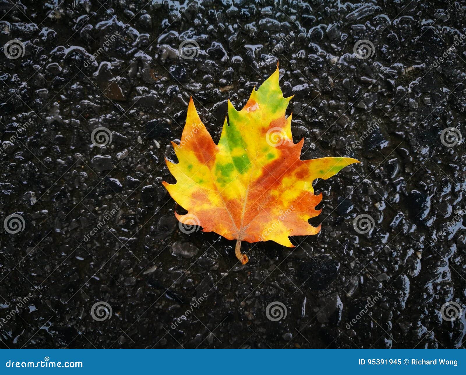 Fallen Phoenix Tree Leaf Lying on Ground Stock Image - Image of ground ...