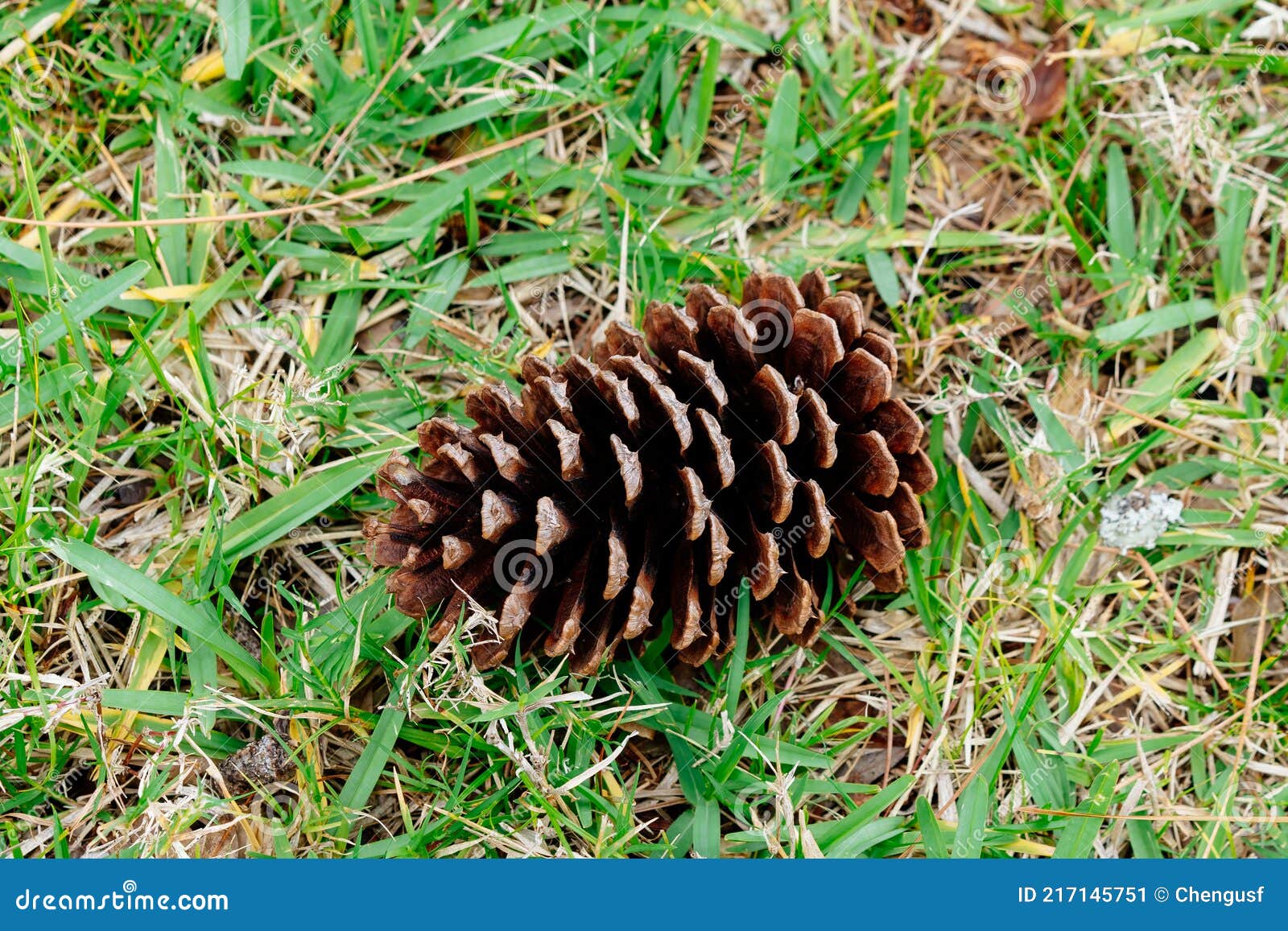 Fallen pine cone stock image. Image of festive, natural - 217145751