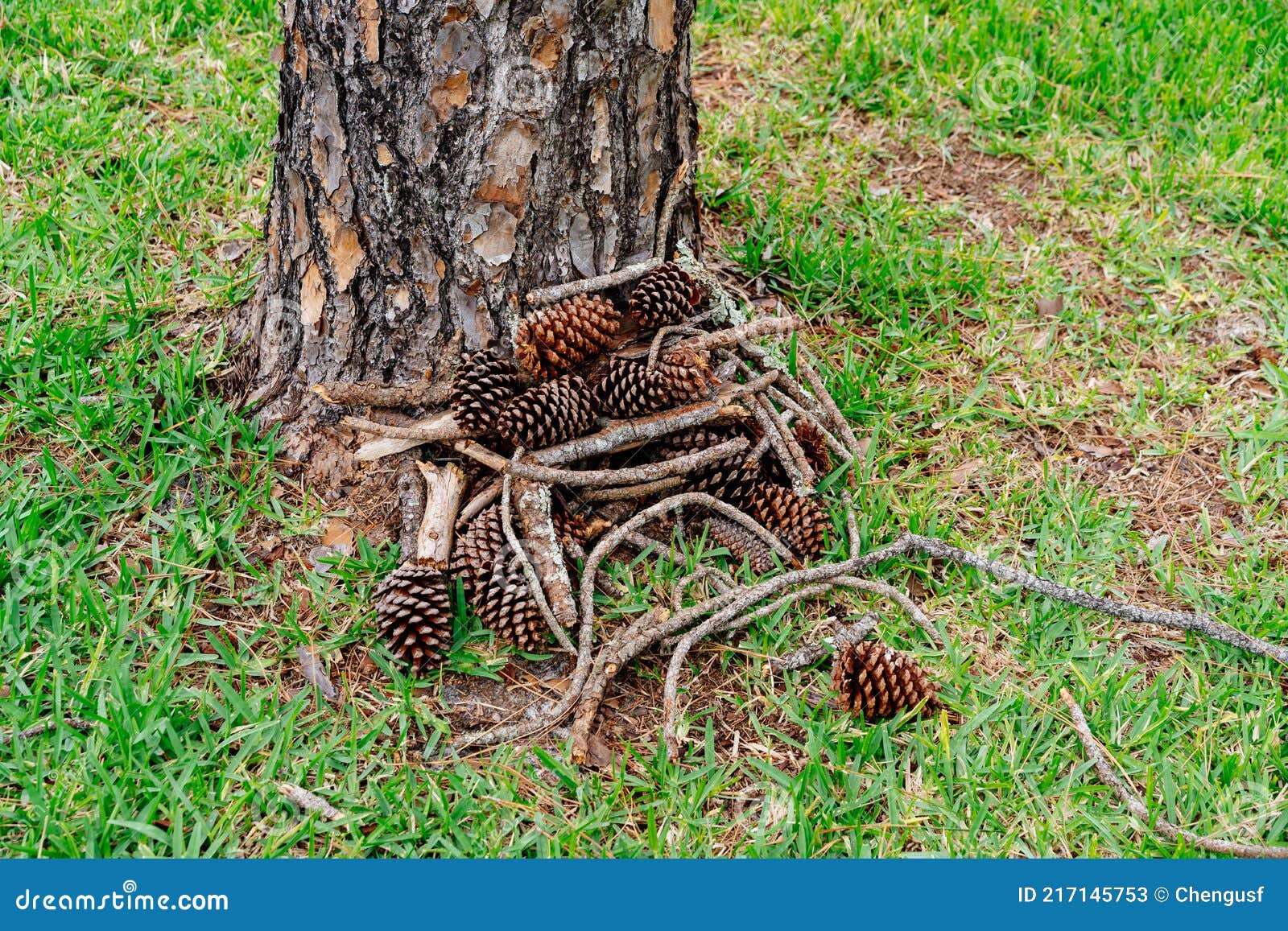 Fallen pine cone stock image. Image of carpet, decoration - 217145753