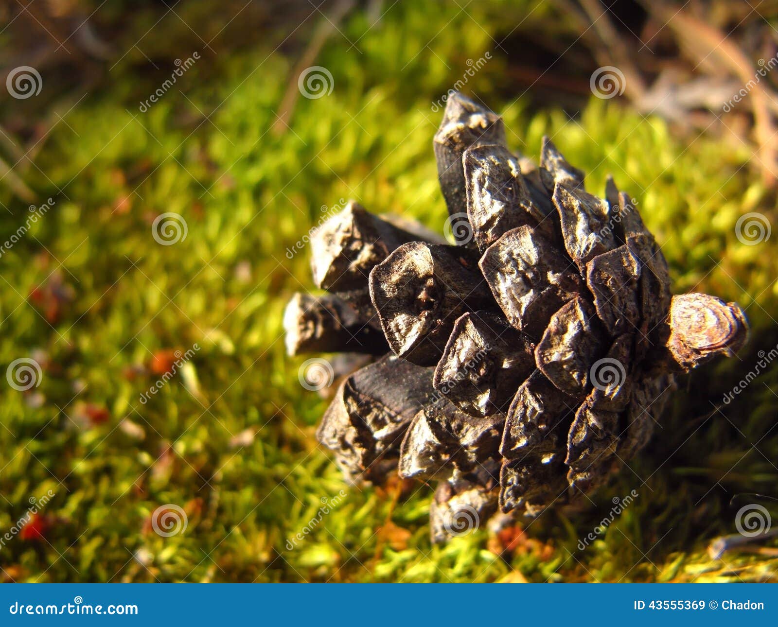 Fallen pine cone stock image. Image of forest, foreground - 43555369