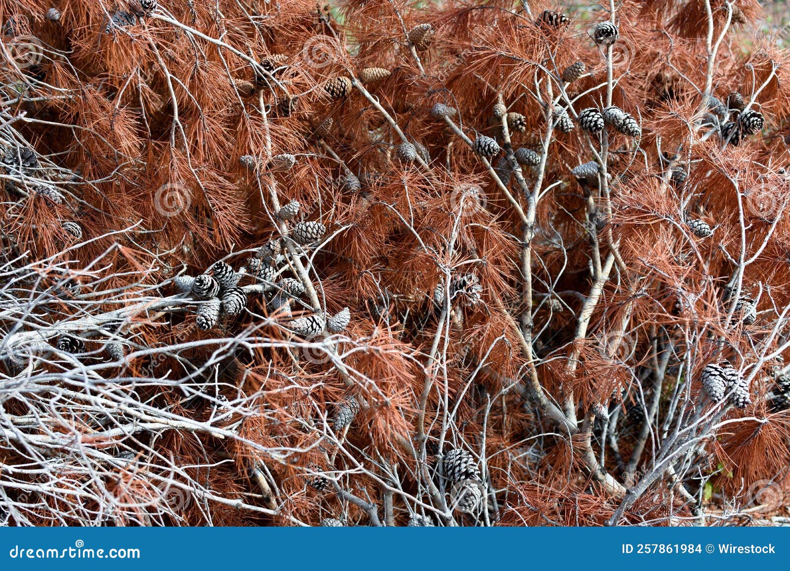 Pine Cones with Dead Branches on Aged Red Vegetation Stock Photo ...
