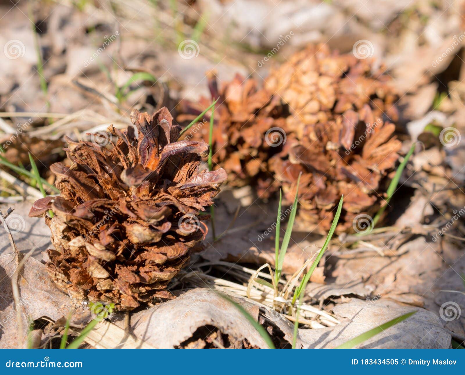 Fallen pine cones stock image. Image of grass, wood - 183434505