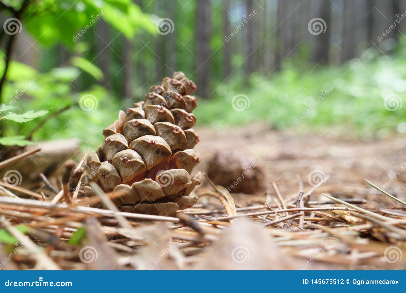 Fallen Pine Cones in the Forest Stock Photo - Image of fresh, color ...