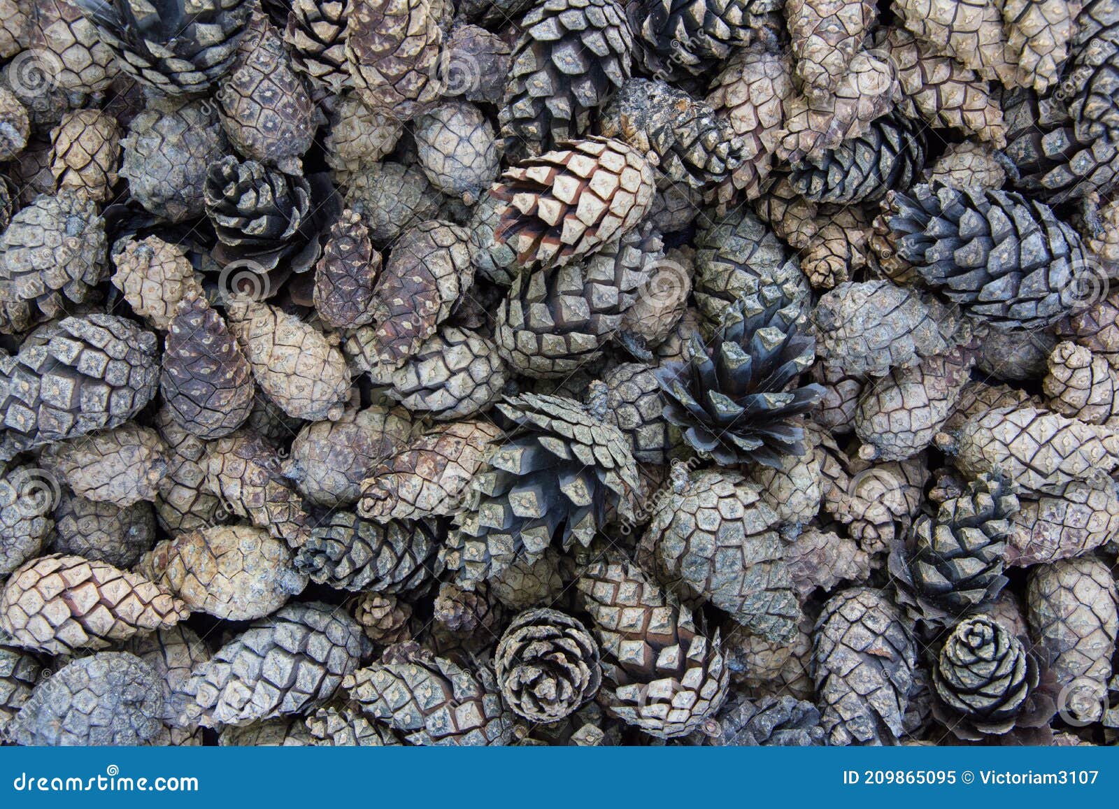 Fallen Pine Cones. Abstract Background Stock Image - Image of ...
