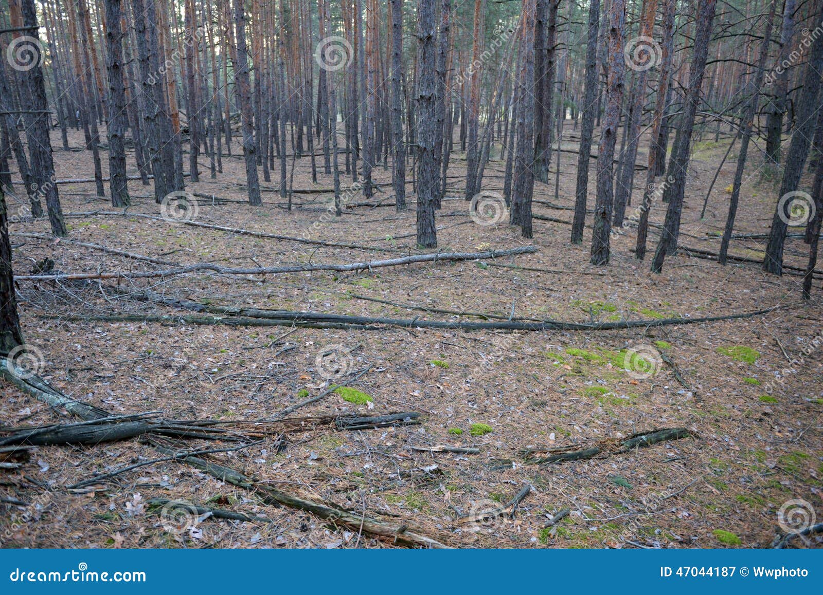 Fallen Pine Lie between Other Trees. Stock Image - Image of brown ...