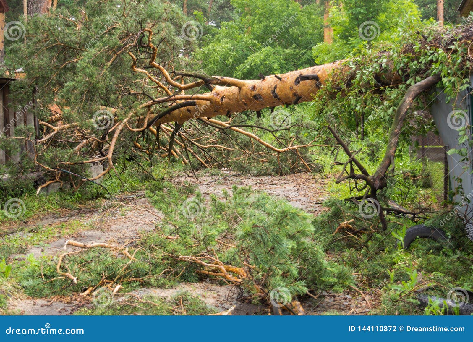Fallen Pine after a Tornado. Stock Photo - Image of landscape ...