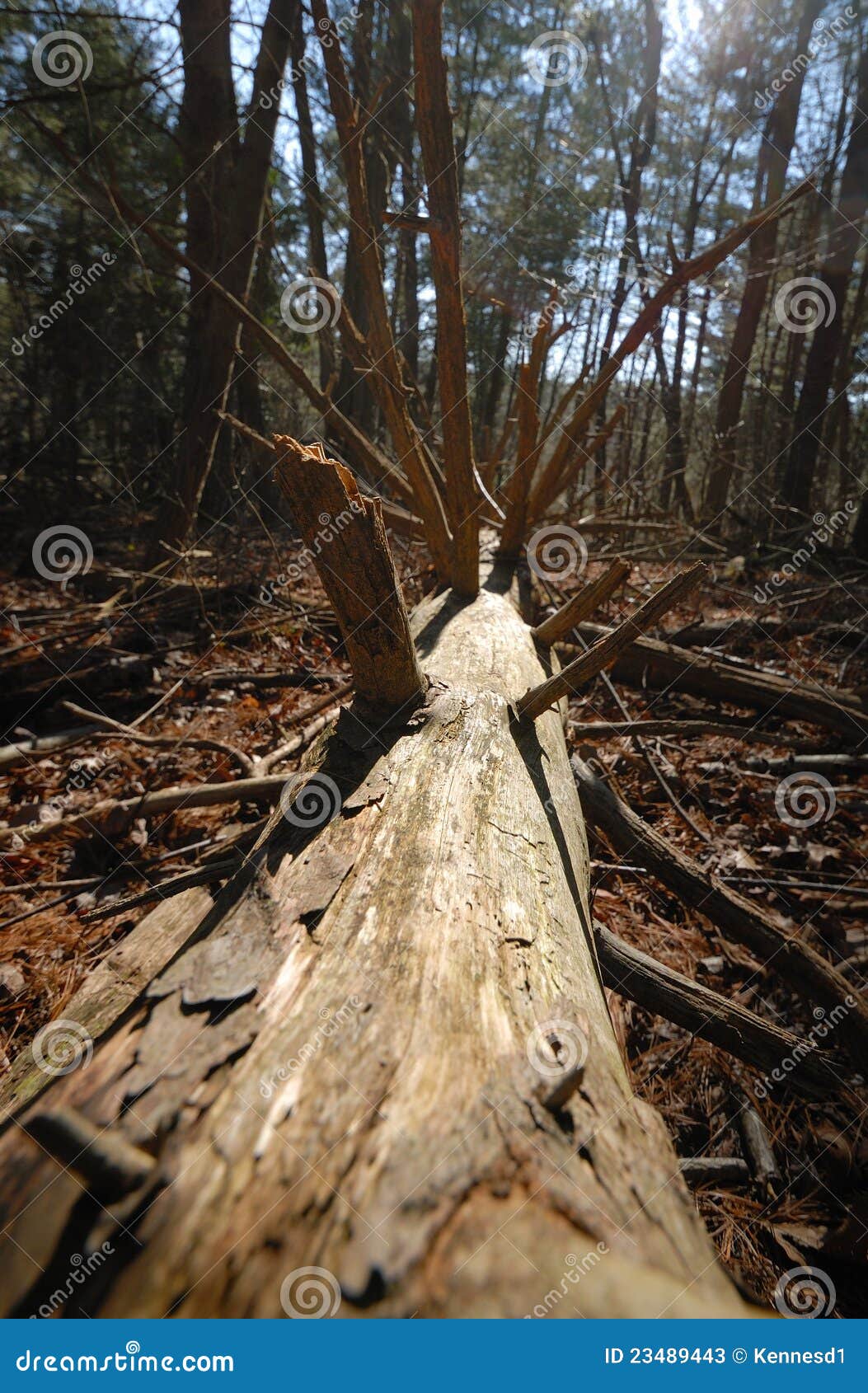 Fallen pine tree stock image. Image of fell, needles - 23489443