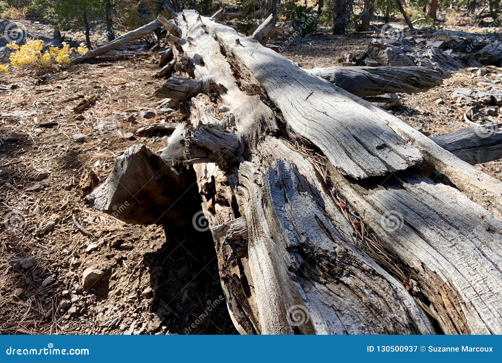 Fallen Pine Tree Along the Trails of the Spring Mountains Forest ...