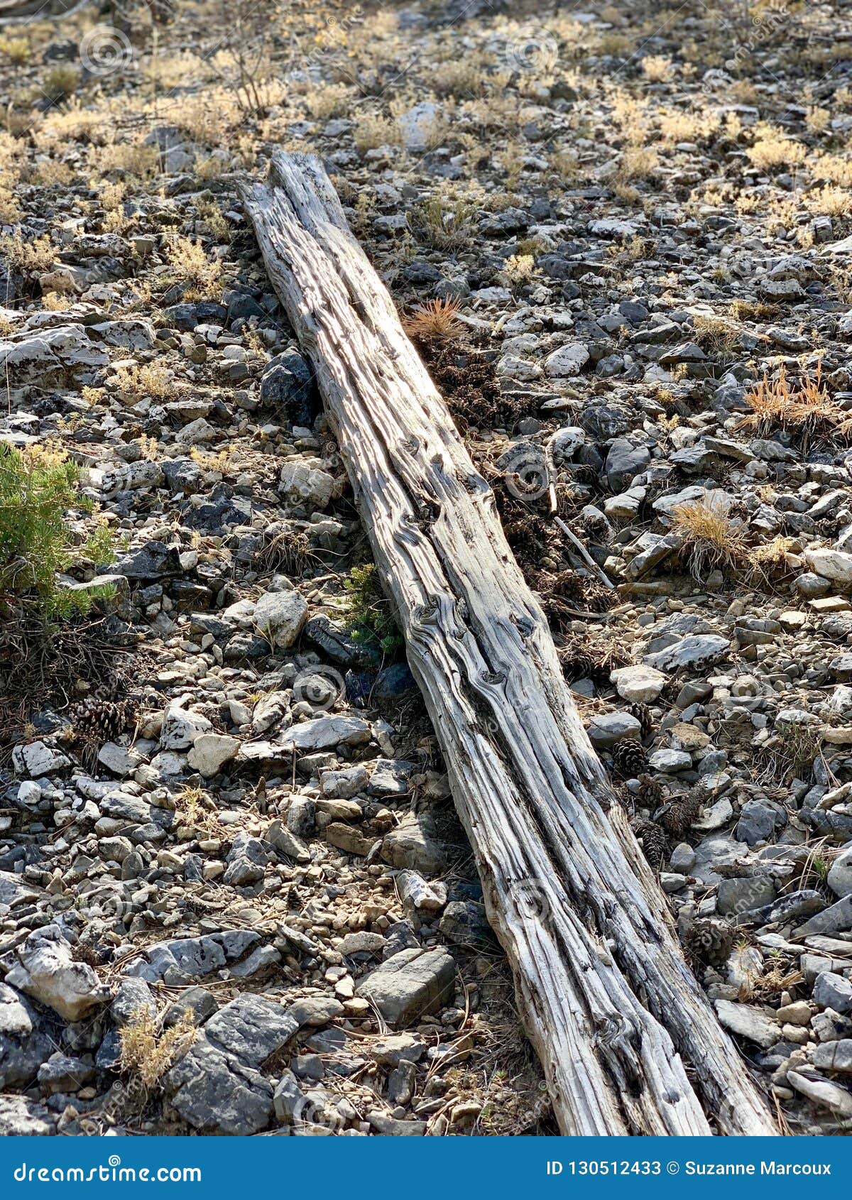 Fallen Pine Tree Along the Trails of the Spring Mountains Forest ...