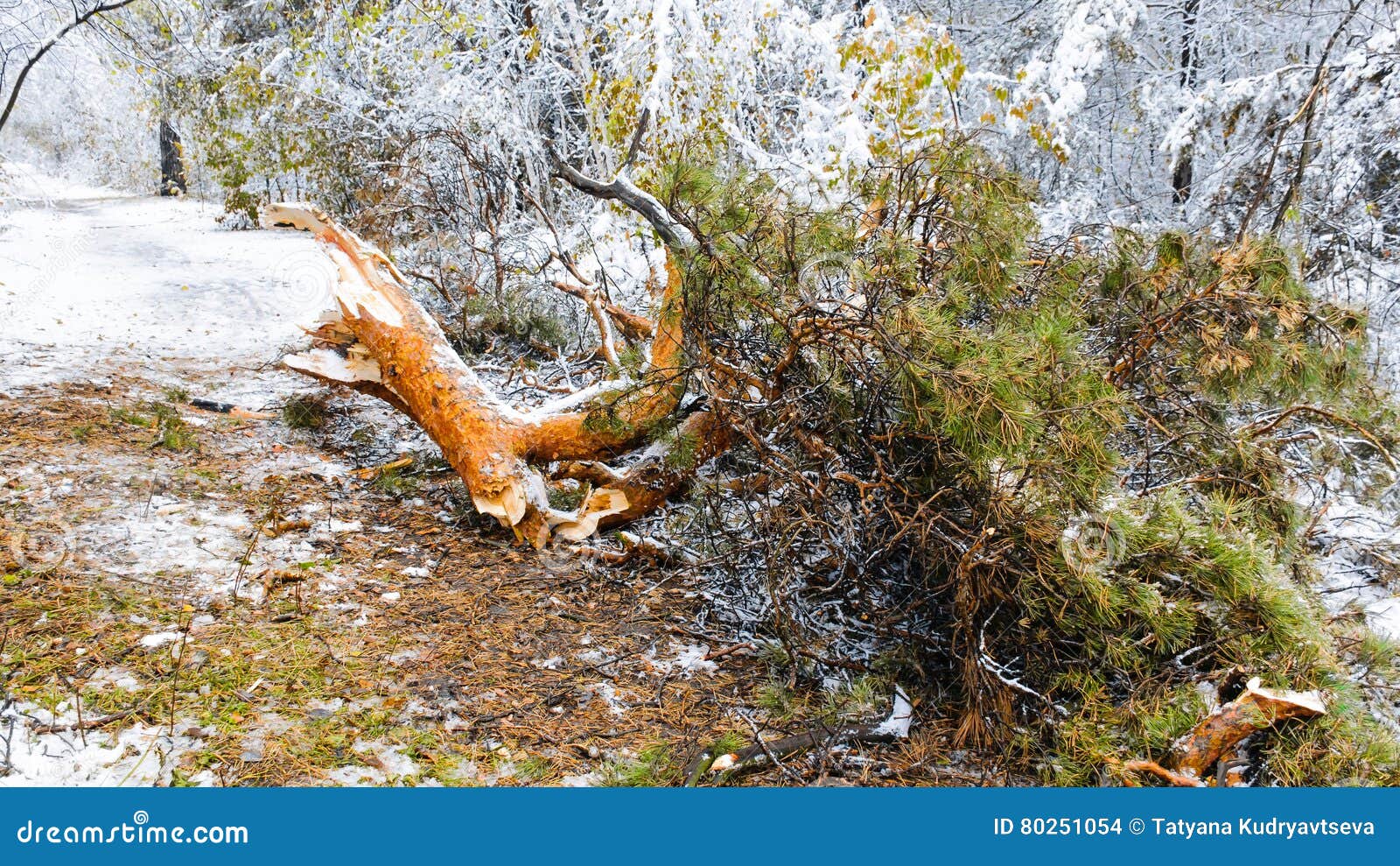 Fallen Pine Tree Branch in Winter Forest Stock Photo - Image of natural ...
