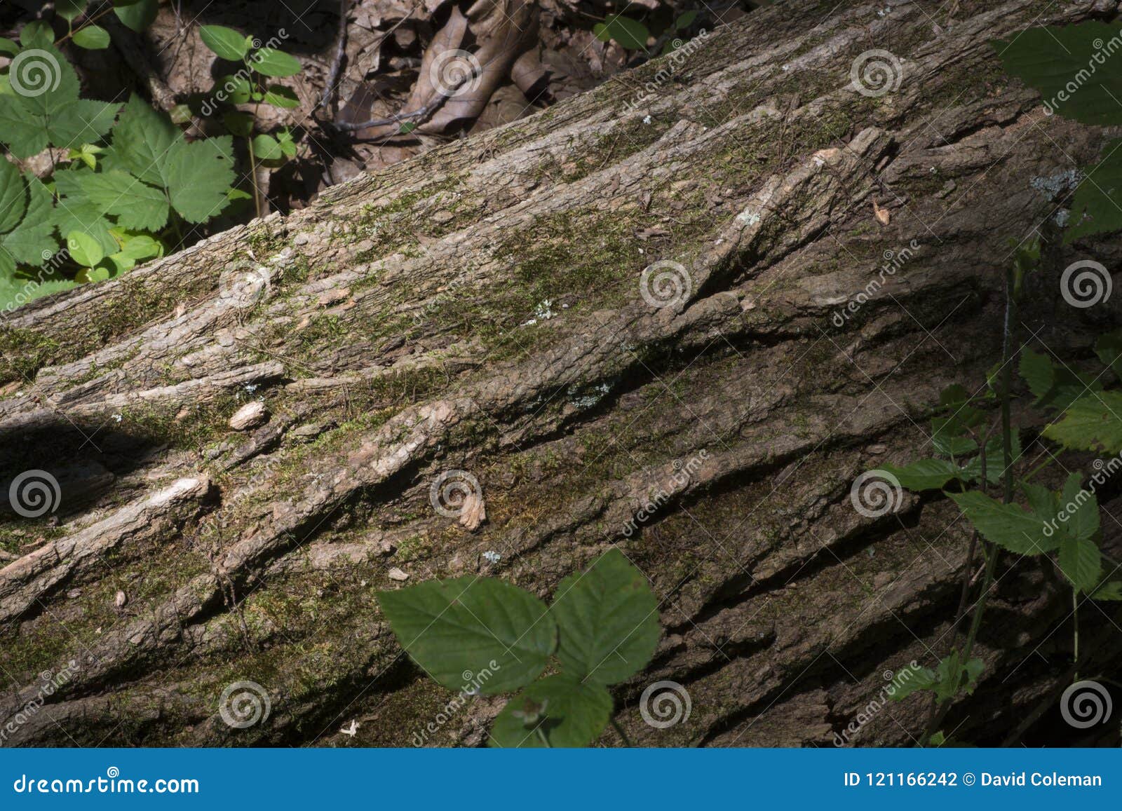 Fallen pine tree detail stock photo. Image of nature - 121166242
