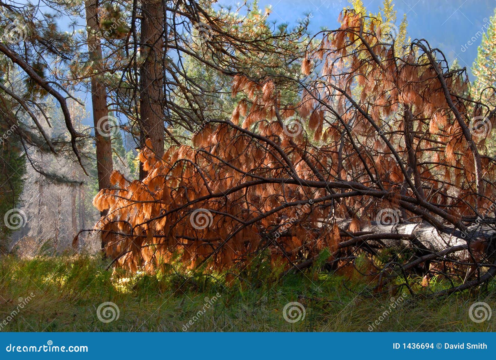 Fallen pine tree in forest stock photo. Image of park - 1436694