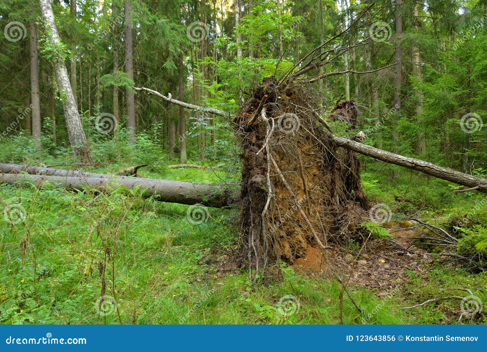 Fallen Pine Tree in Forest. Stock Photo - Image of green, natural ...