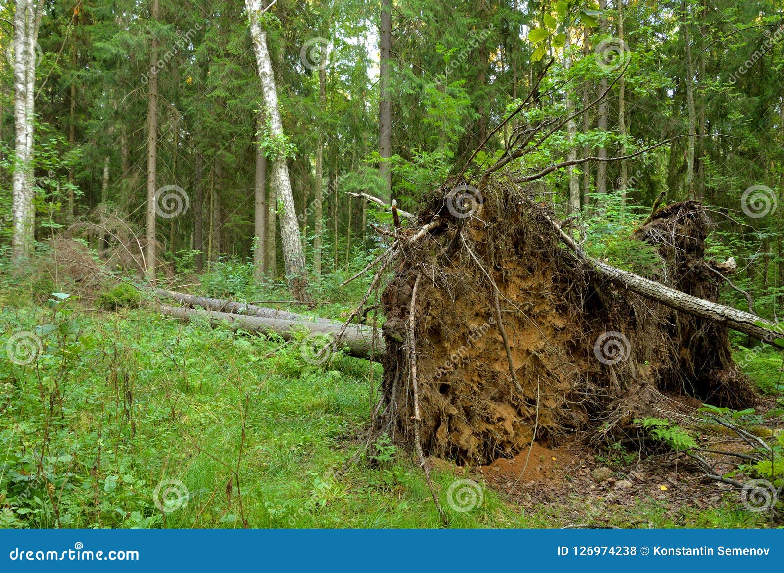 Fallen Pine Tree in Forest. Stock Photo - Image of natural, botanical ...