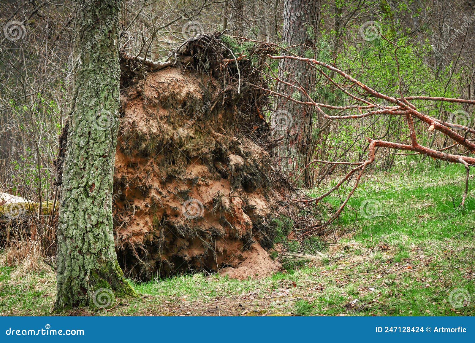 Fallen Pine Tree in the Forest with it S Roots Lifted Up Stock Photo ...