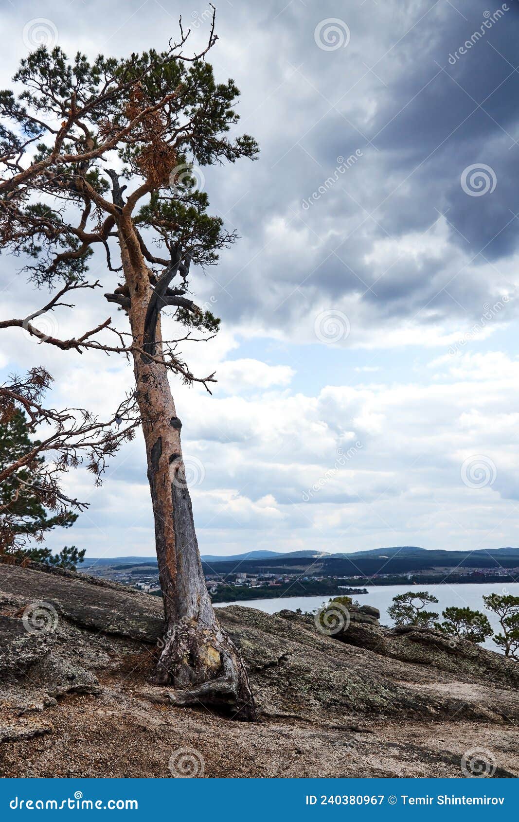 Fallen Pine Tree Growing on the Cliff Stock Image - Image of green ...