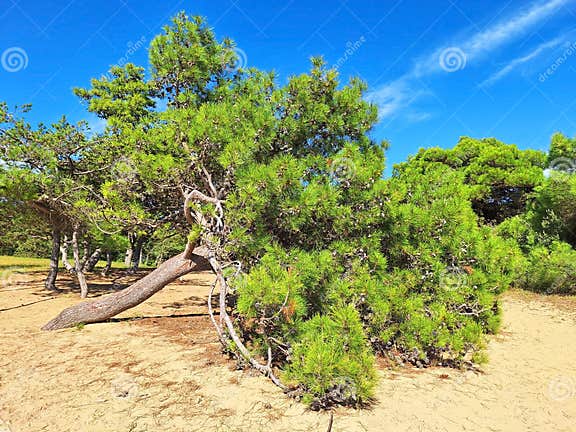 A Fallen Pine Tree Grows in the Sand Stock Photo - Image of pinaster ...