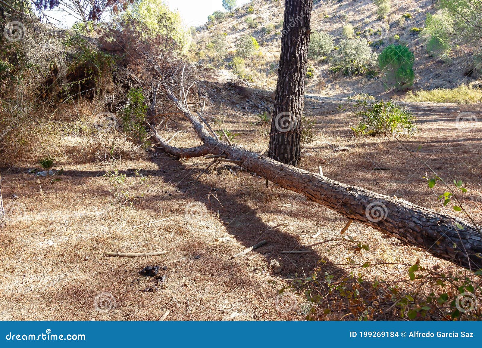 Fallen Pine Tree in Path through Mediterranean Pine Forest Stock Photo ...