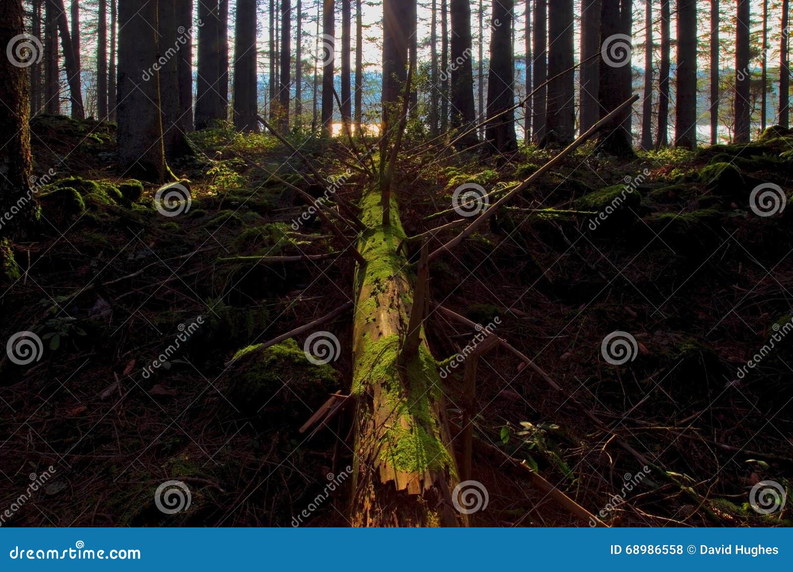 Fallen Pine Tree in a Pine Forest Stock Photo - Image of spindles ...