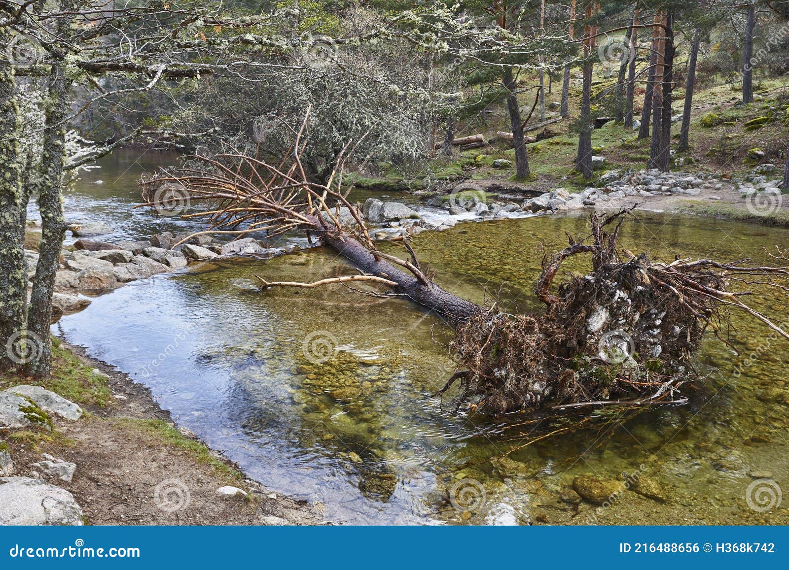 Fallen Pine Tree with Roots into the River. Forest Landscape Stock ...