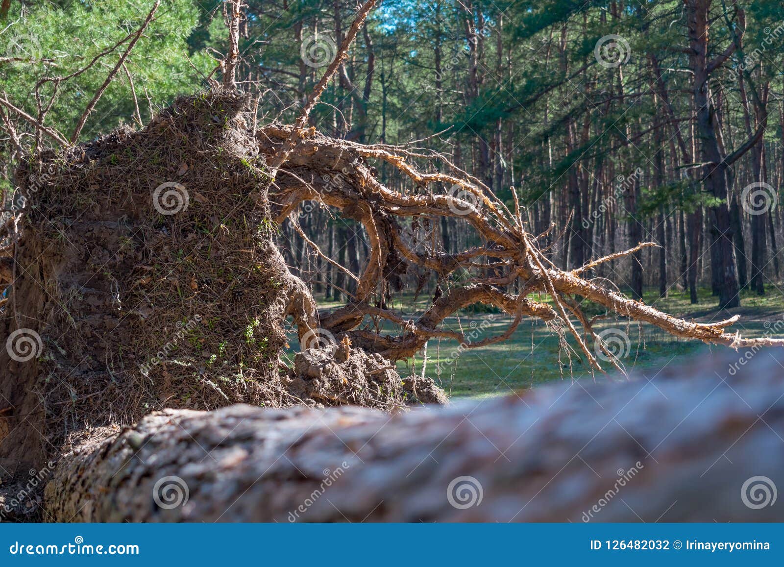 Fallen Pine Tree is Rotting in the Middle of the Forest Storm Da Stock ...