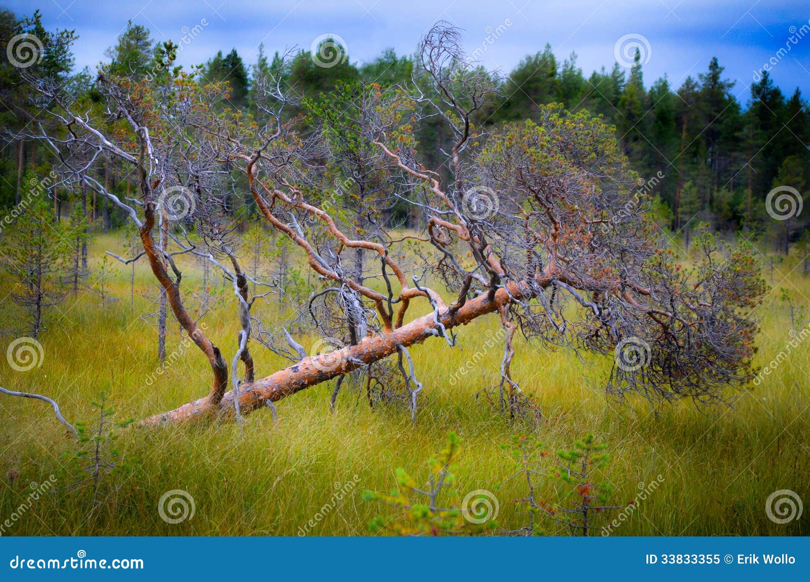 Fallen pine tree stock image. Image of trunk, scandinavia - 33833355