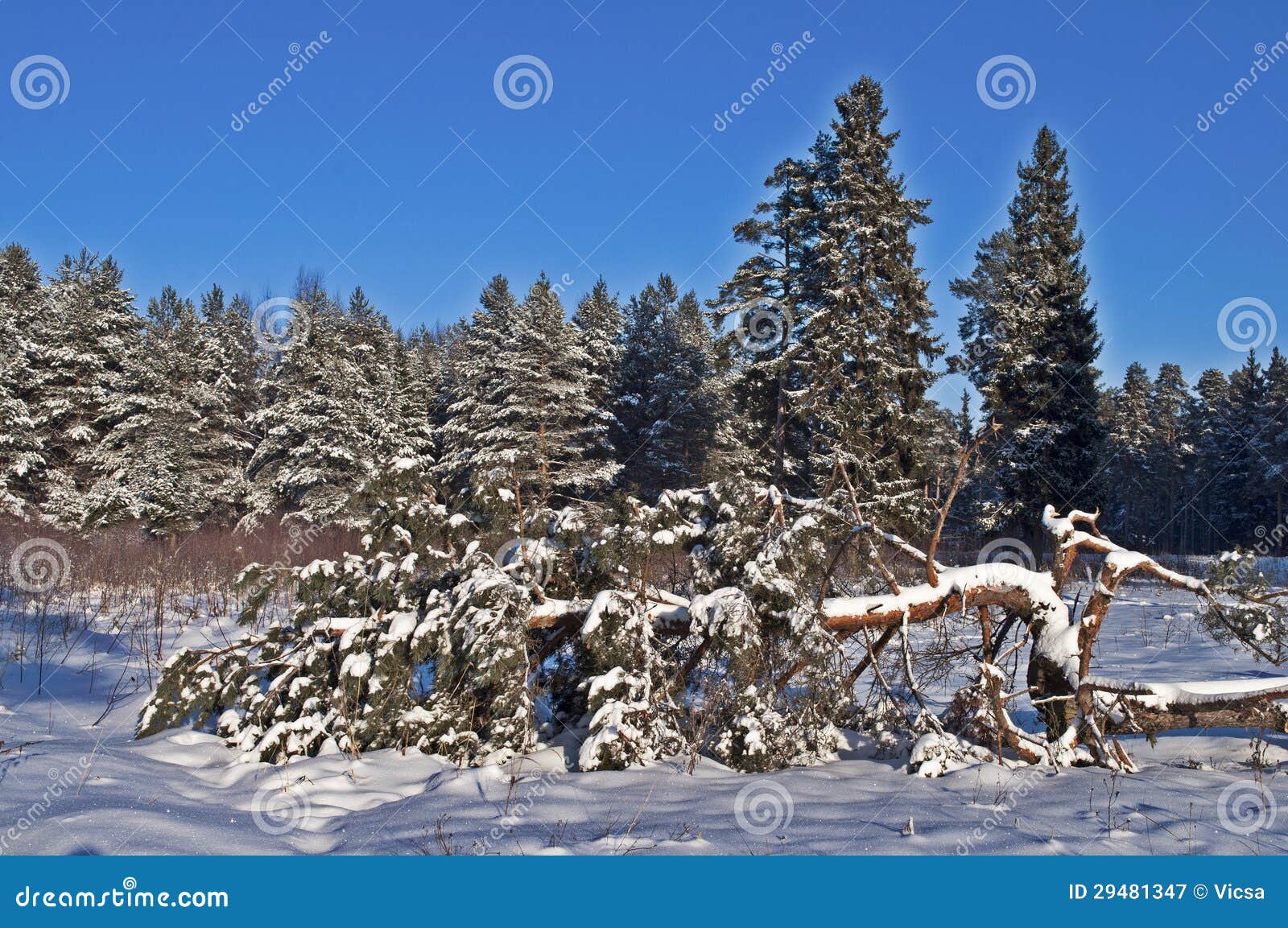Fallen Pine Tree in Winter Forest Stock Image - Image of countryside ...