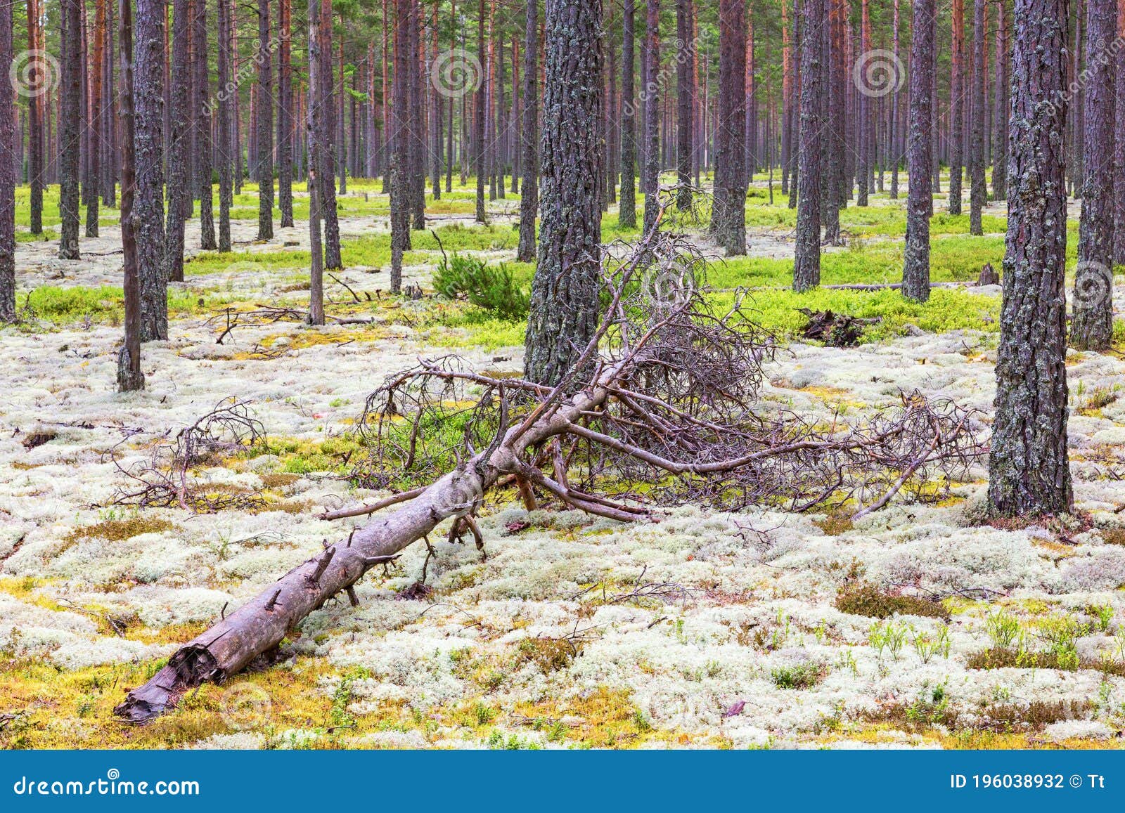 Fallen Pine Tree With A Bare Root System At The Edge Of A Cliff ...