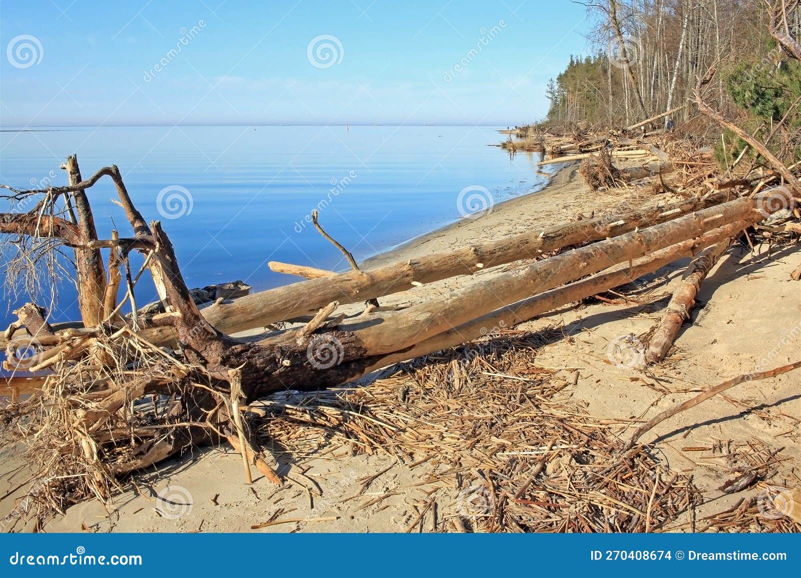 Fallen Pine Trees on the Beach in Latvia Stock Photo - Image of pine ...