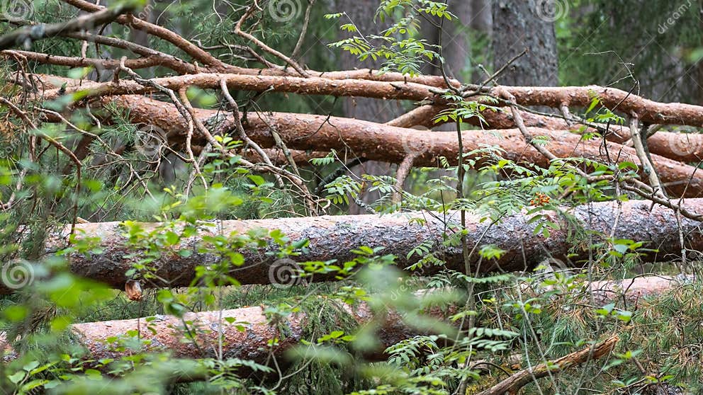 Fallen Pine Trees in Dense Forest Stock Image - Image of dense ...