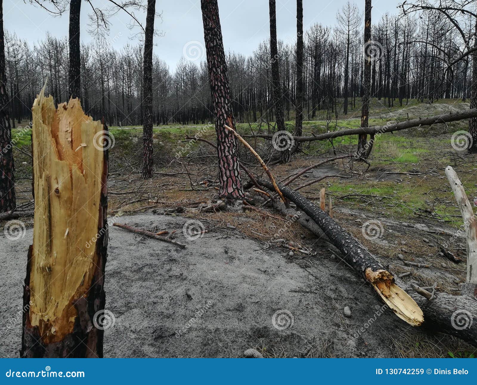Fallen pine trees stock image. Image of devasting, pine - 130742259