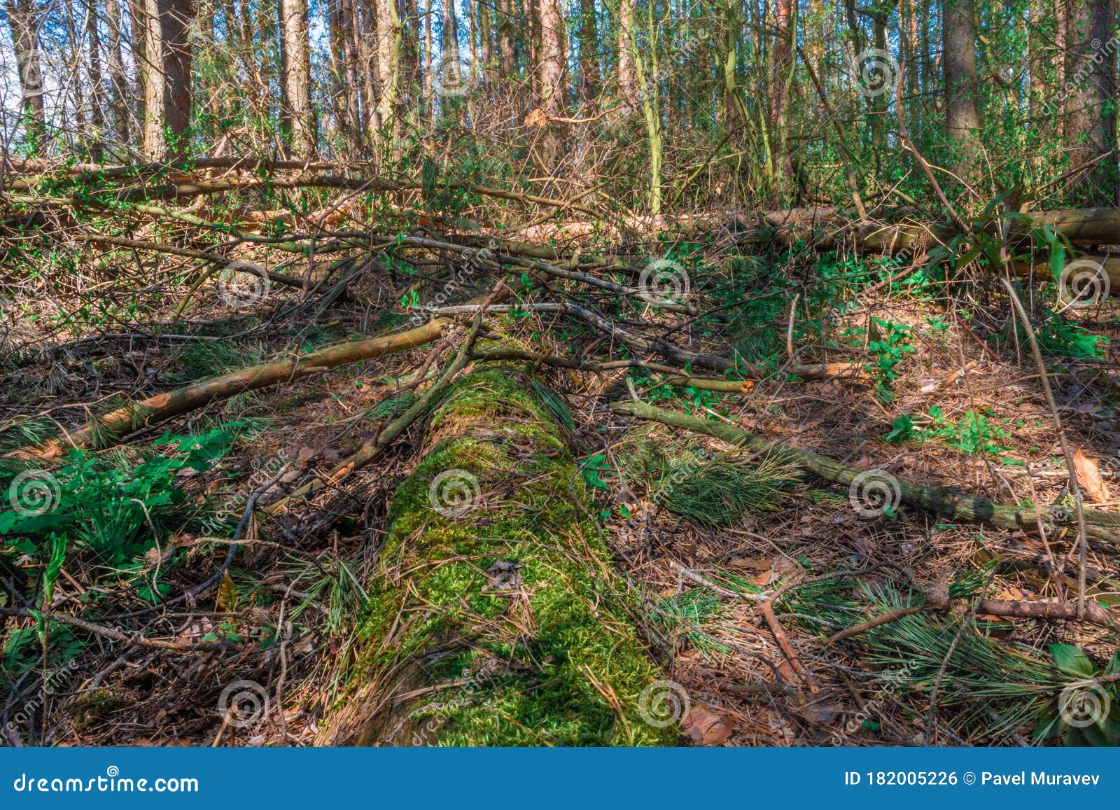 Fallen Pine Trees in the Forest Floor Stock Photo - Image of crown ...