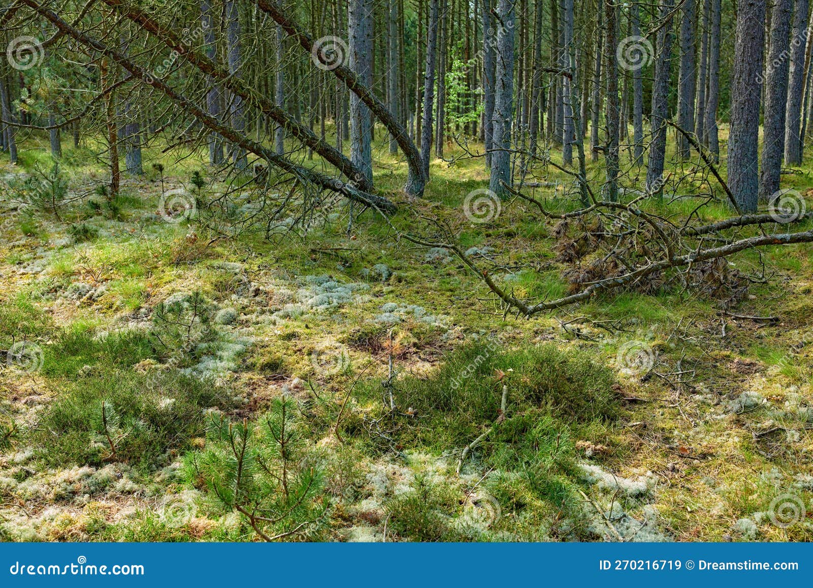 Fallen Pine Trees after a Storm or Strong Wind Leaning and Damaged in a ...