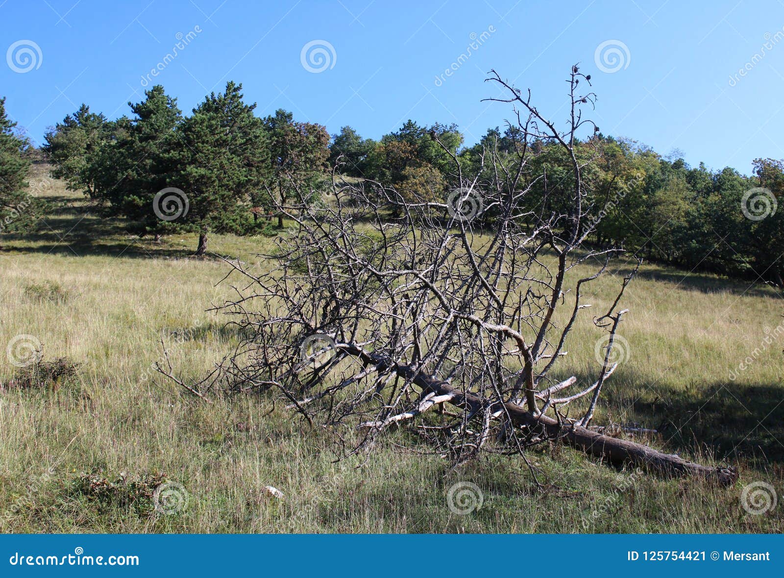 A fallen pine-wood stock image. Image of mount, plants - 125754421