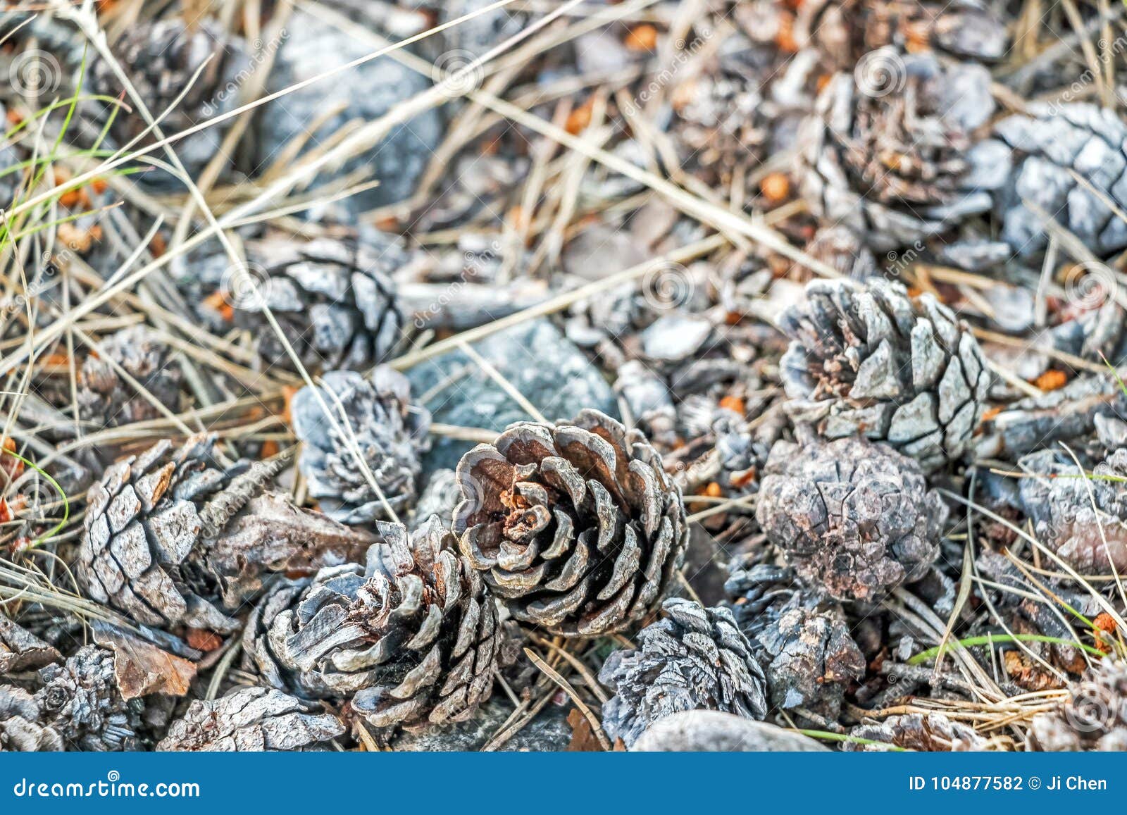Fallen pinecone on ground stock photo. Image of pine - 104877582