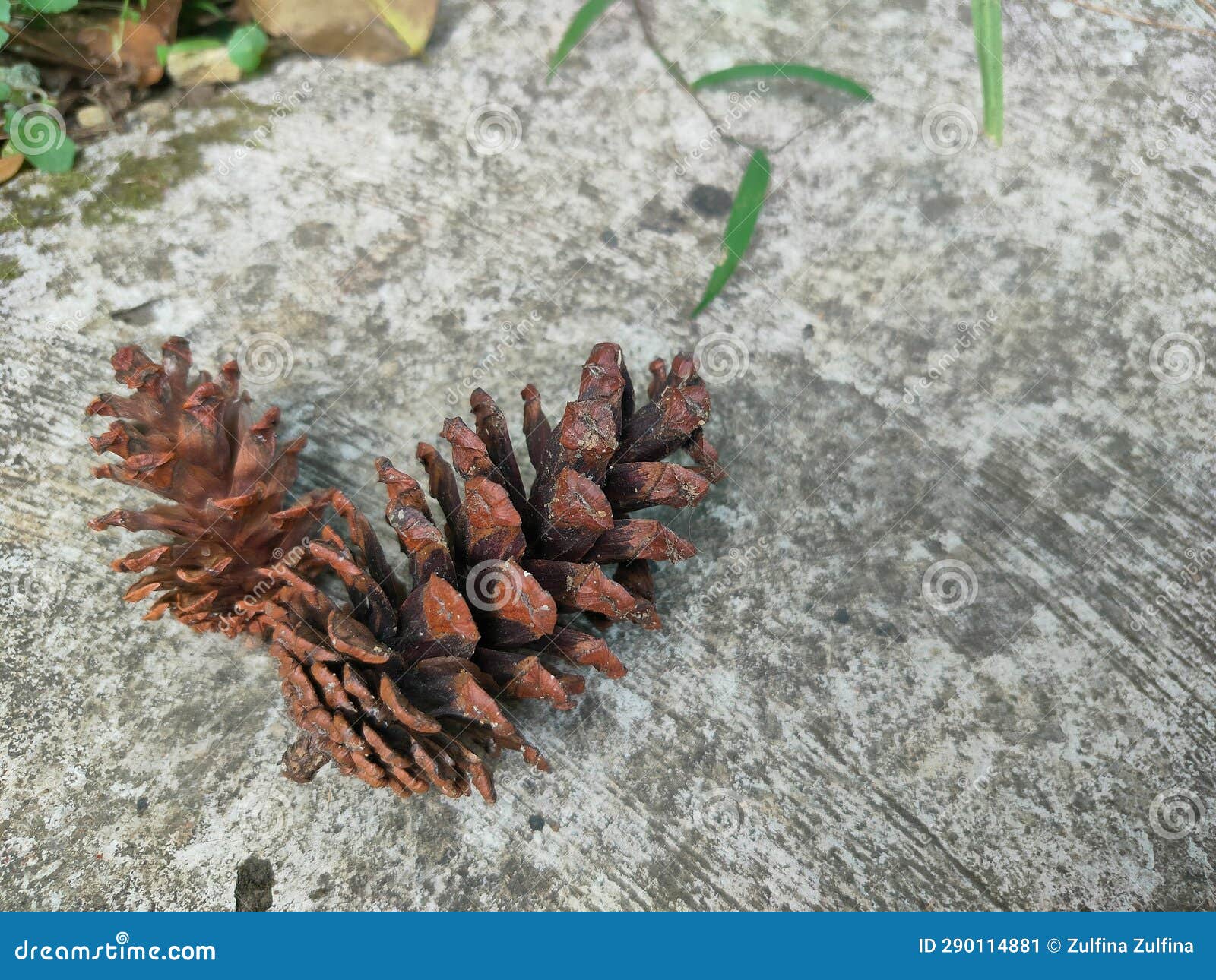 Fallen Pinecones Against a Backdrop of Concentrated Cement Stock Image ...