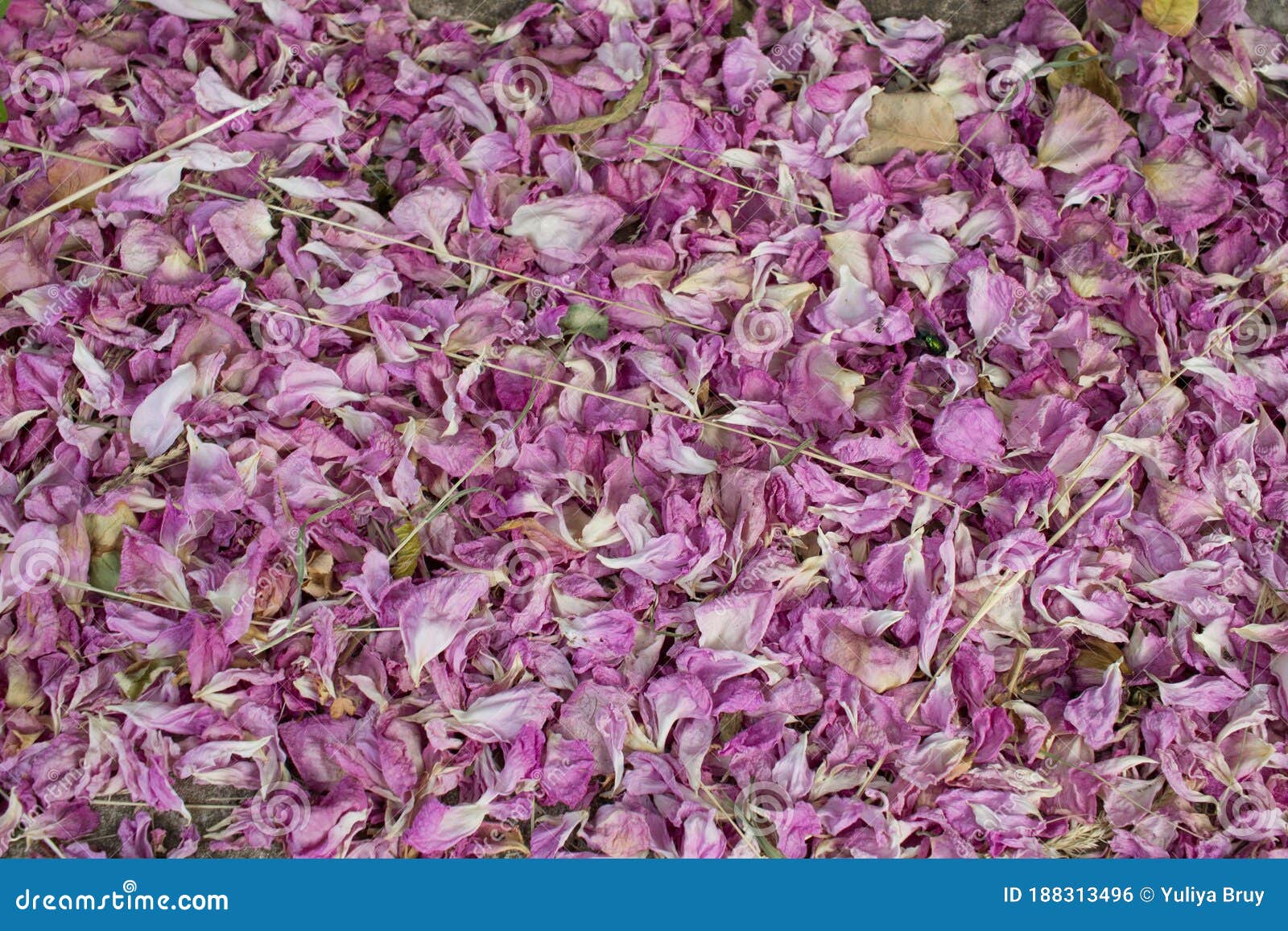 Fallen Pink Rose Petals. Dried Rose Petals Lie on the Surface Stock ...