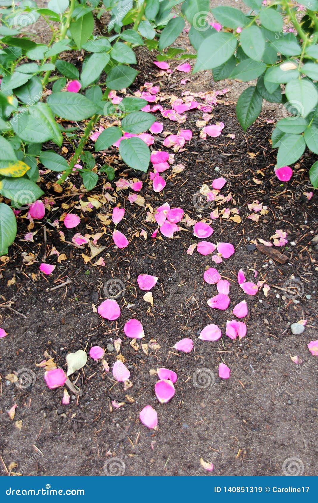 Fallen Pink Rose Petals on the Soil Stock Image - Image of pink, ground ...