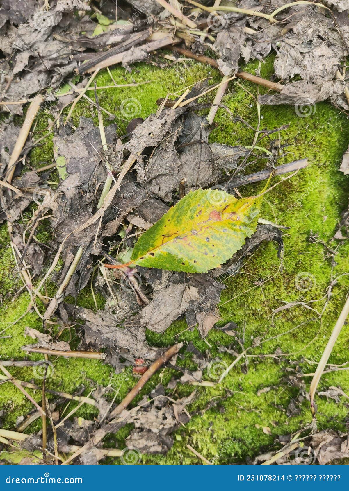 A Fallen Plum Leaf on a Pile of Withered Leaves. Moss. Texture ...