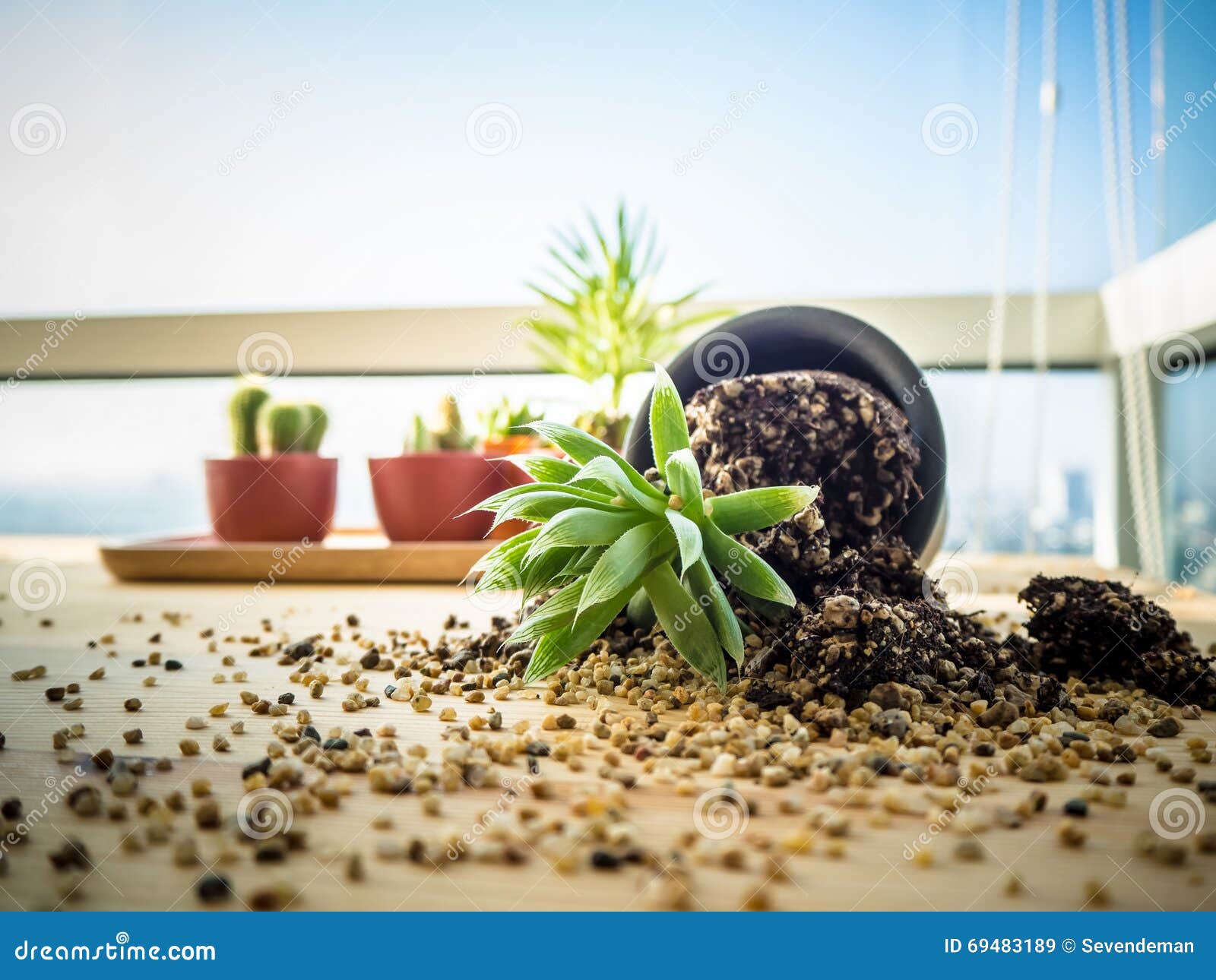 Fallen pot plant on desk. stock image. Image of plant - 69483189