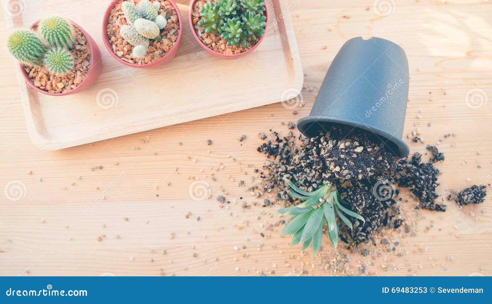 Fallen pot plant on desk. stock image. Image of growing - 69483253