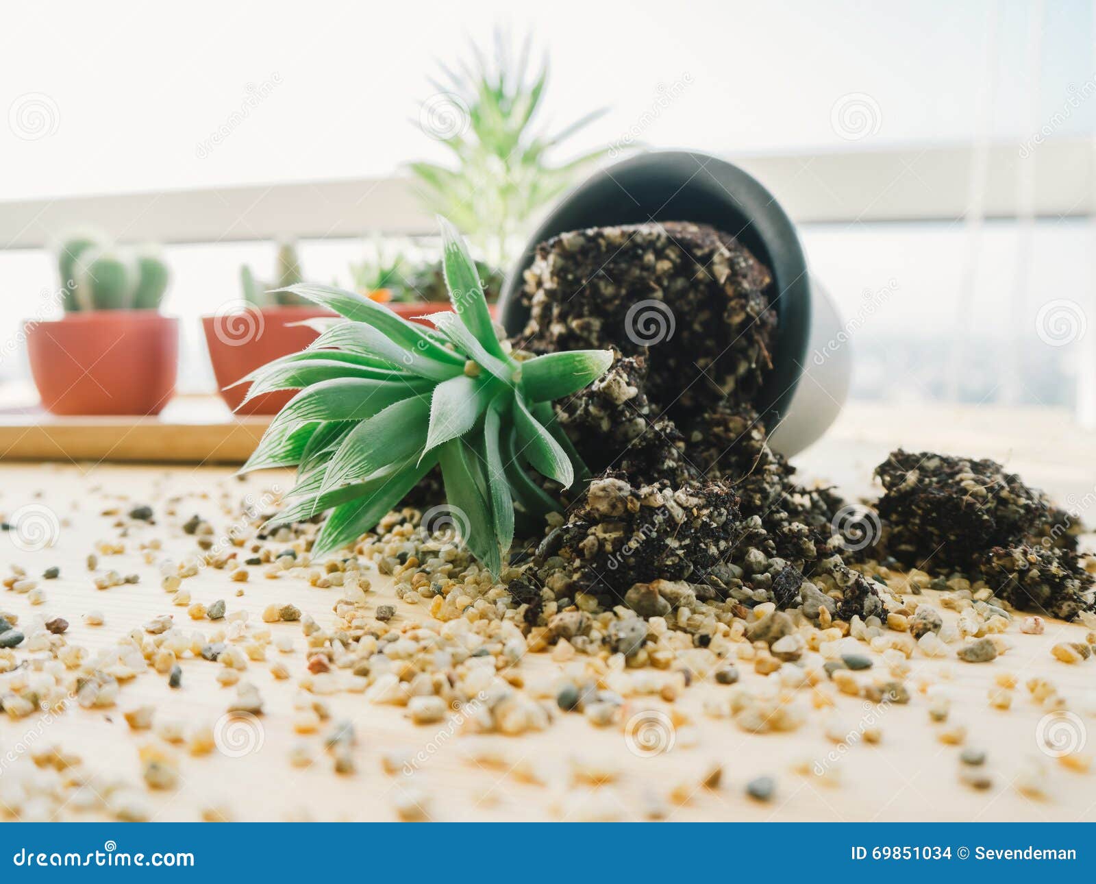 Fallen pot plant on desk. stock photo. Image of plants - 69851034