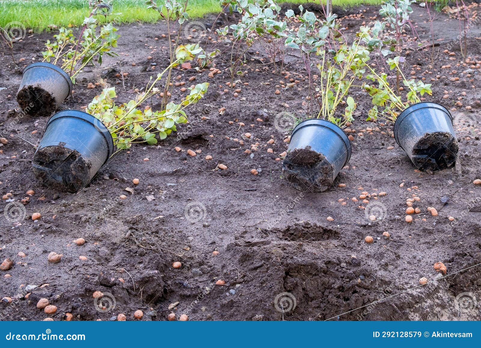 Fallen Pots with Seedlings and Plants on the Ground Stock Image - Image ...